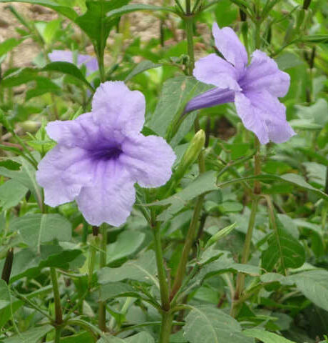 Cây nổ (sâm tanh tách) – Thảo dược Bách An Khang JD208 cayno – Đông ...